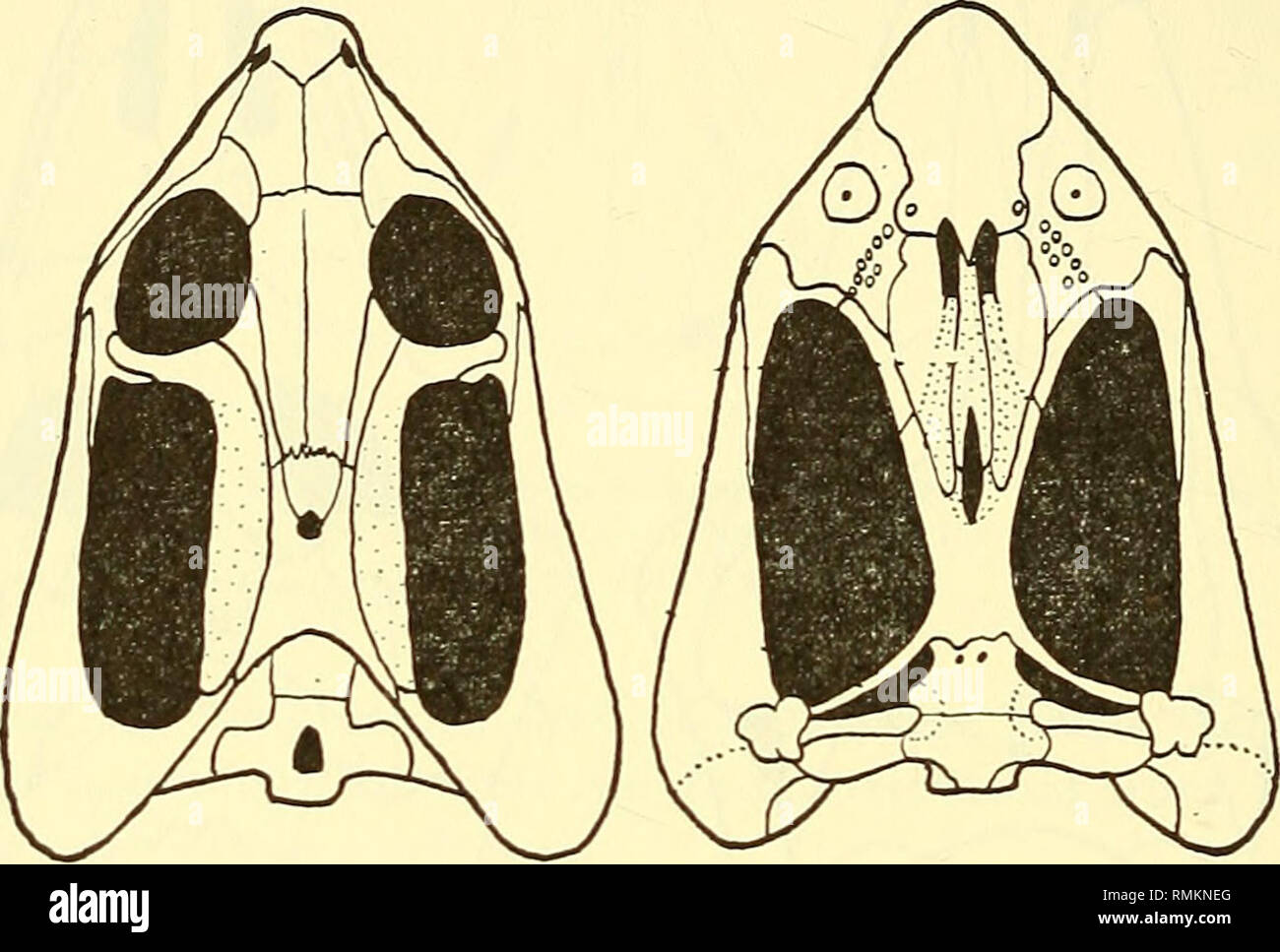 . Annals of the South African Museum = Annale van die Suid-Afrikaanse ...