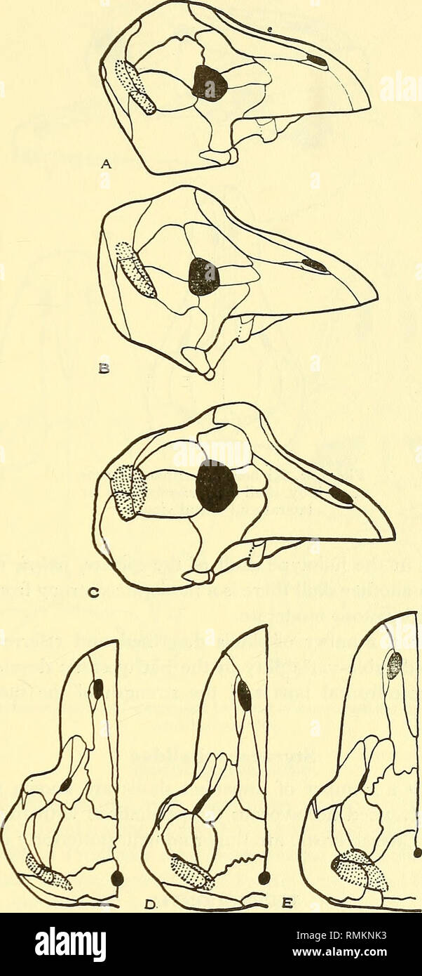 . Annals of the South African Museum = Annale van die Suid-Afrikaanse ...
