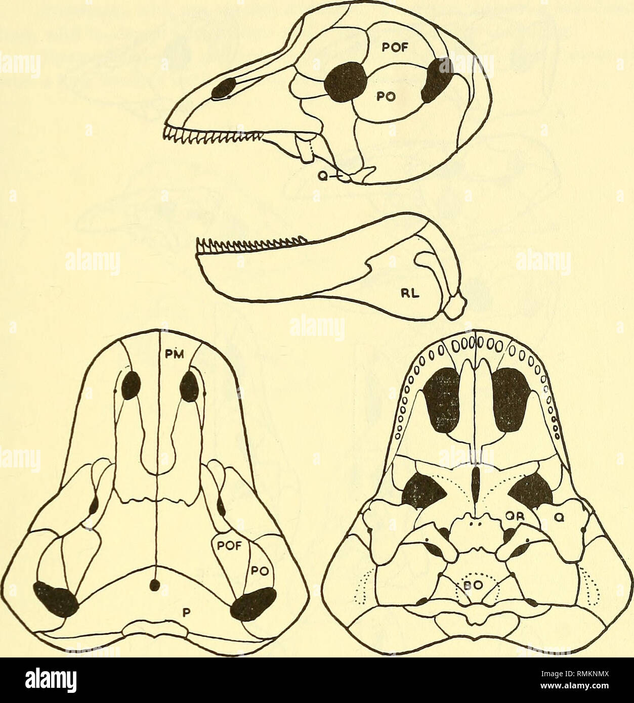 . Annals of the South African Museum = Annale van die Suid-Afrikaanse ...