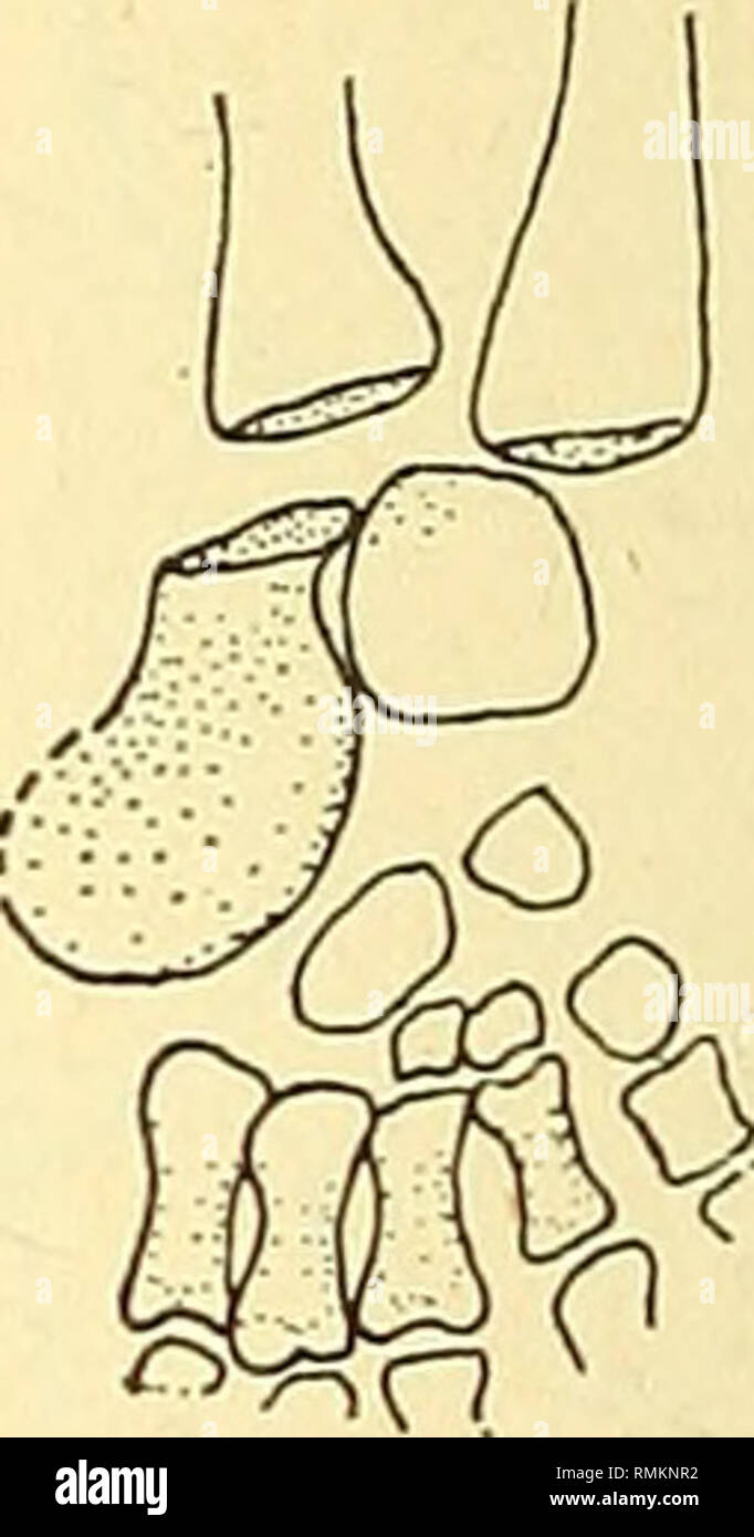 . Annals of the South African Museum = Annale van die Suid-Afrikaanse ...