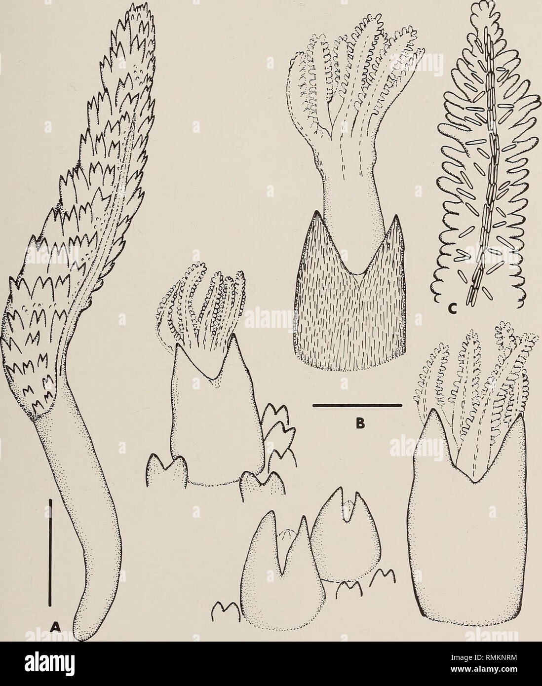 Mbotyi Stock Photos & Mbotyi Stock Images - Alamy