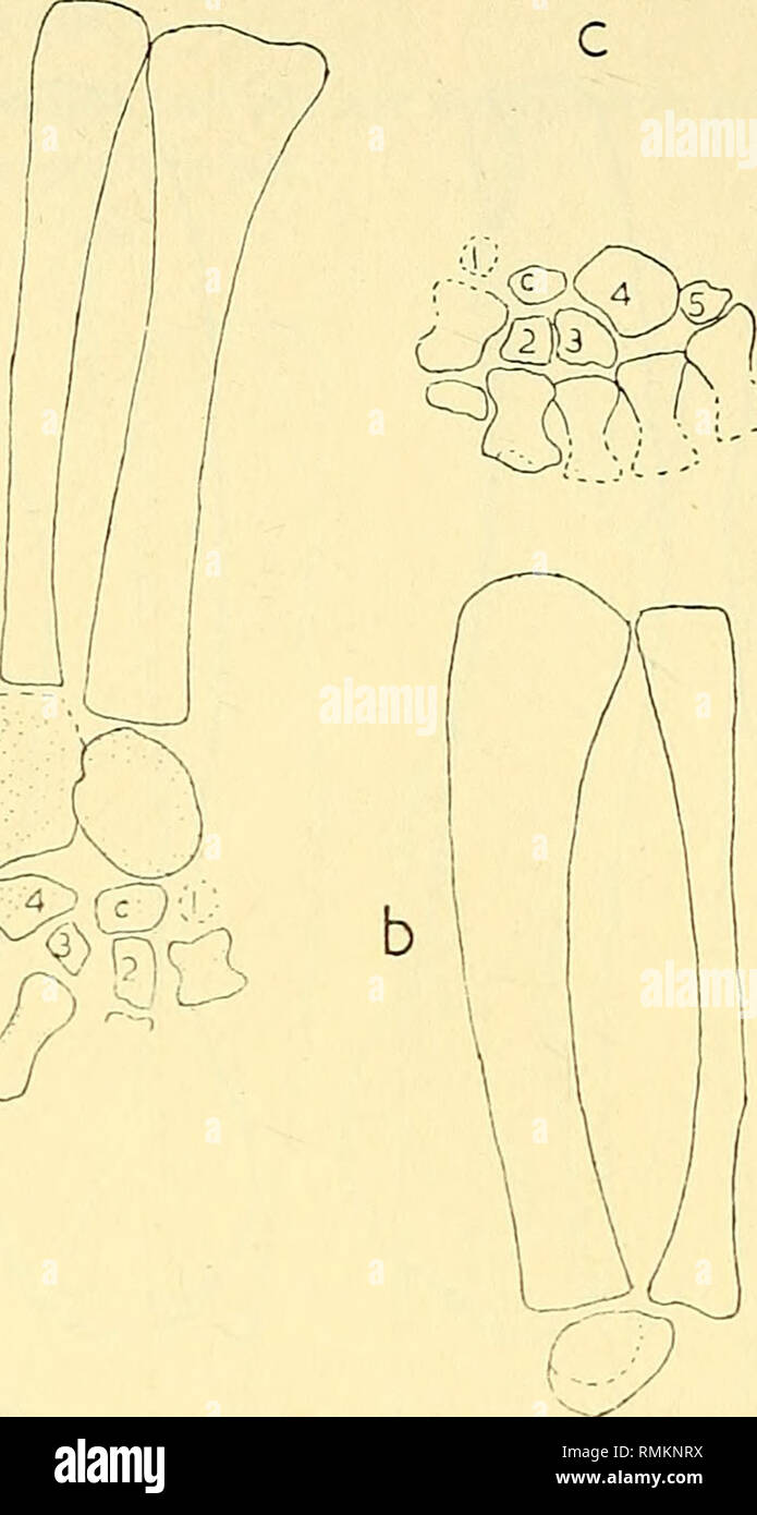 . Annals of the South African Museum = Annale van die Suid-Afrikaanse ...