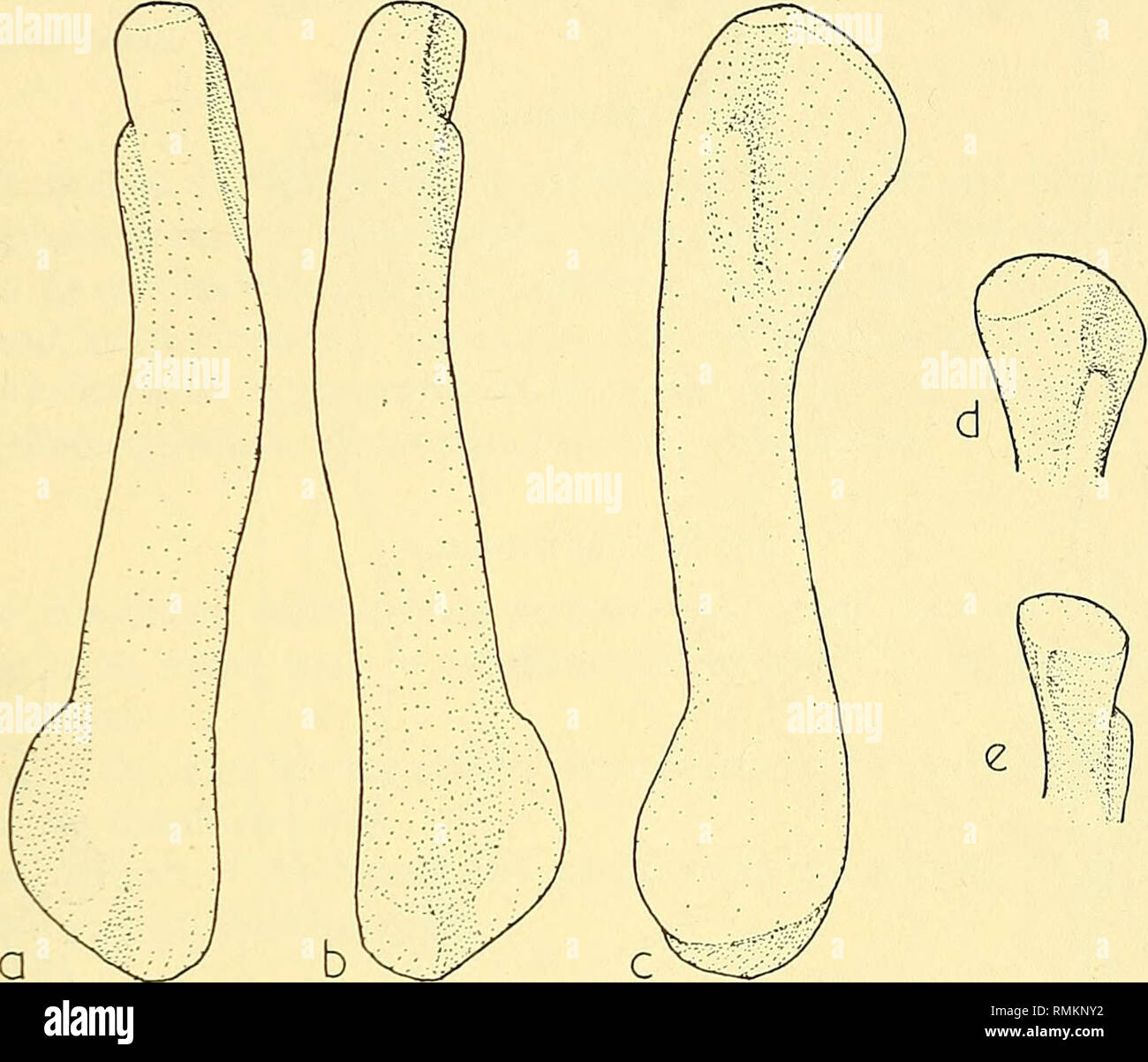 . Annals of the South African Museum = Annale van die Suid-Afrikaanse ...