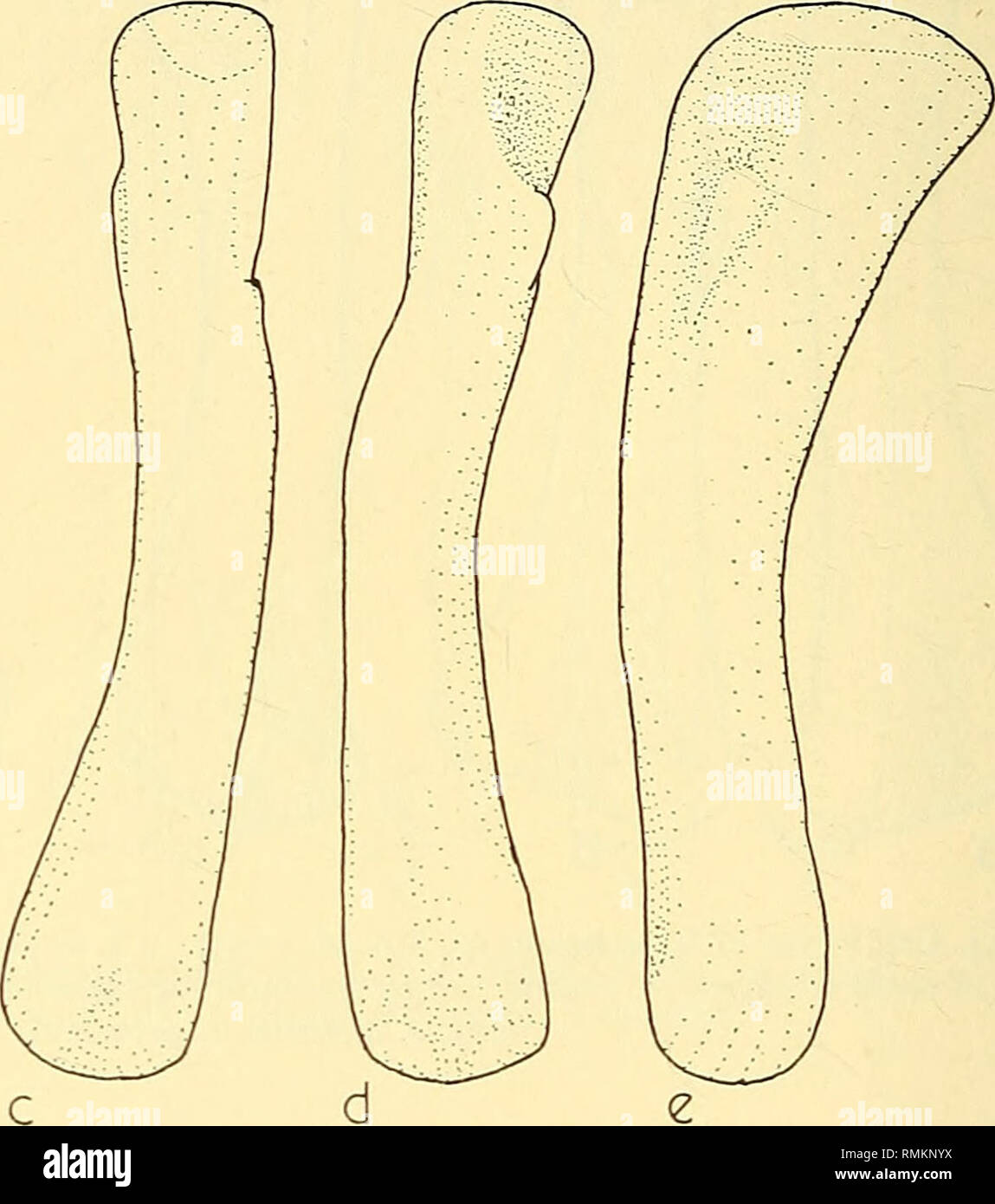 . Annals of the South African Museum = Annale van die Suid-Afrikaanse ...