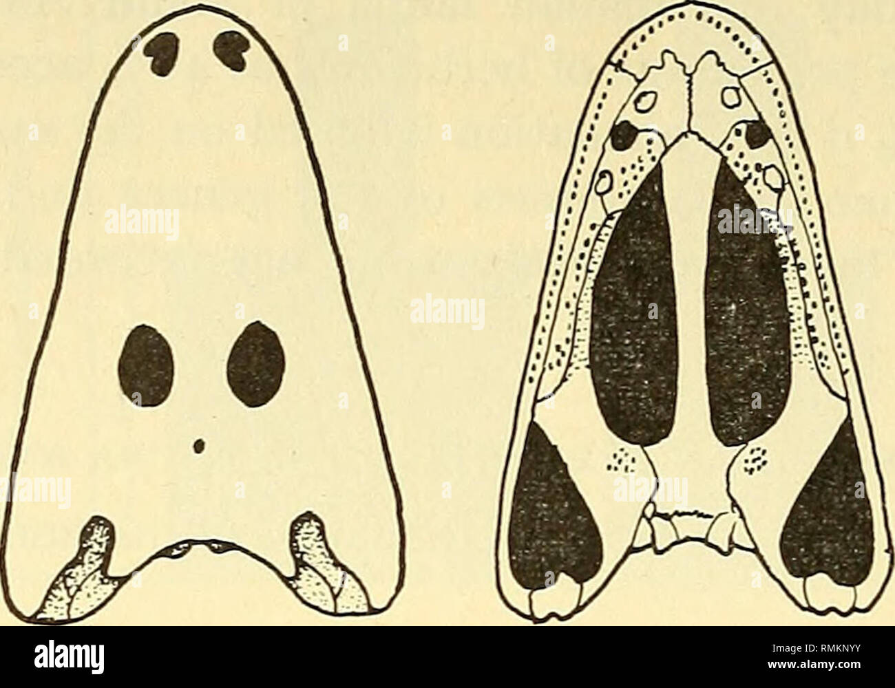 . Annals of the South African Museum = Annale van die Suid-Afrikaanse ...