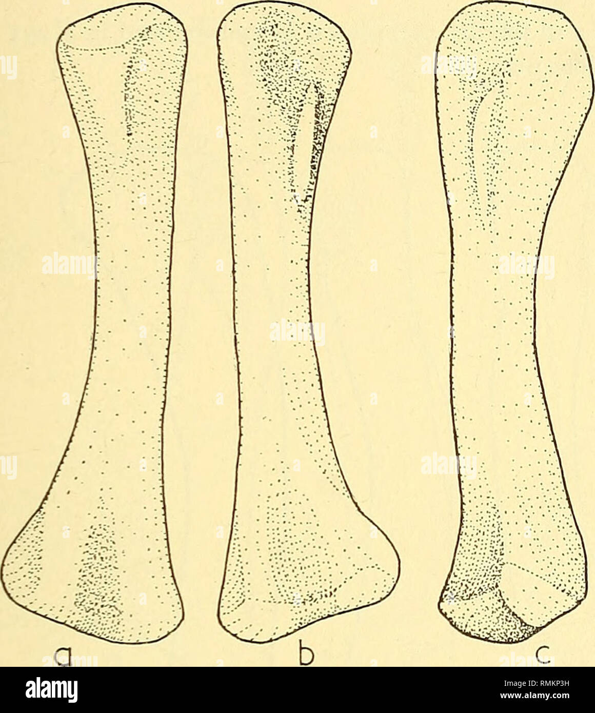 . Annals of the South African Museum = Annale van die Suid-Afrikaanse ...