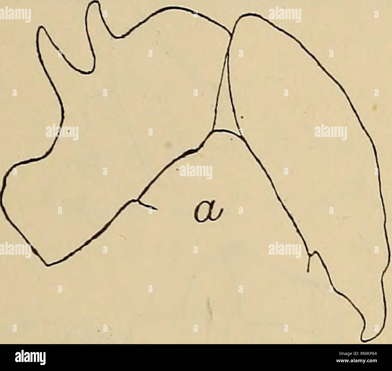 Armed spiders hi-res stock photography and images - Alamy