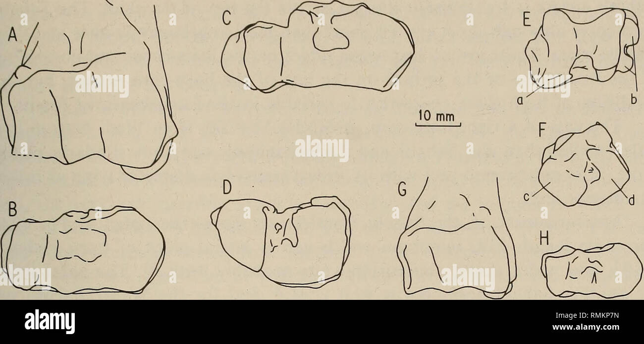. Annals of the South African Museum = Annale van die Suid-Afrikaanse ...