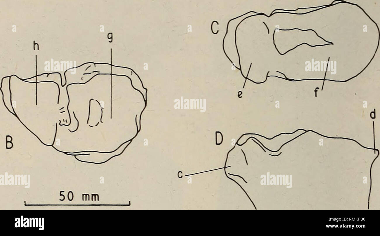 Coronoid Fossa High Resolution Stock Photography and Images - Alamy