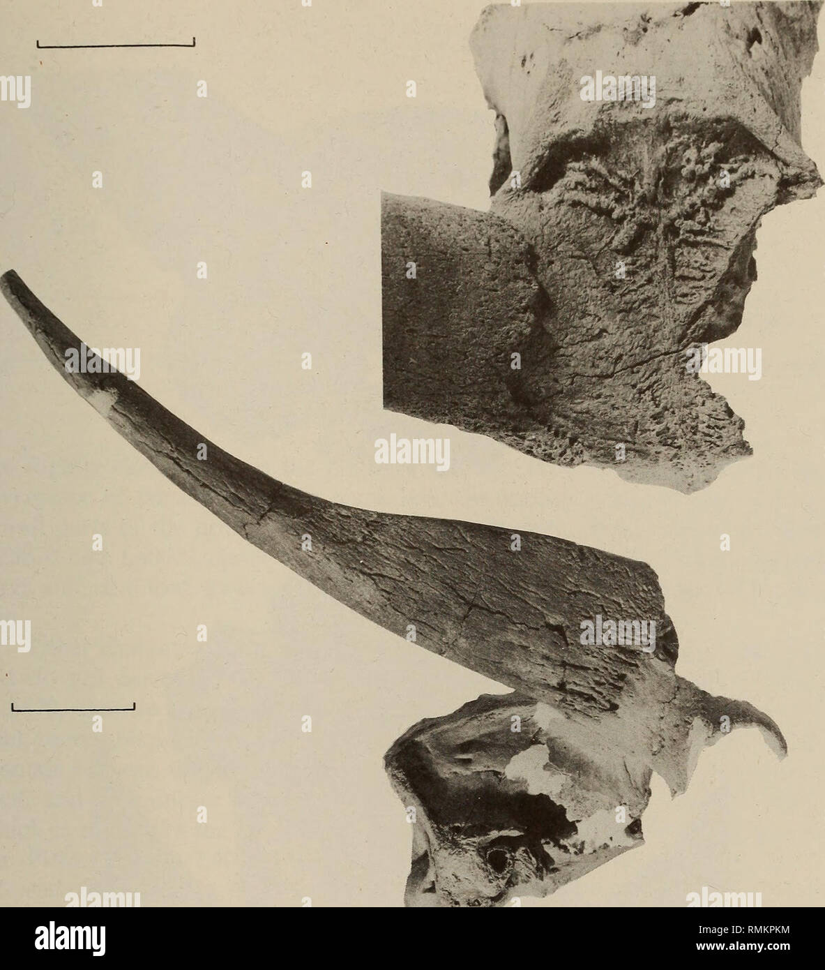 . Annals of the South African Museum = Annale van die Suid-Afrikaanse ...