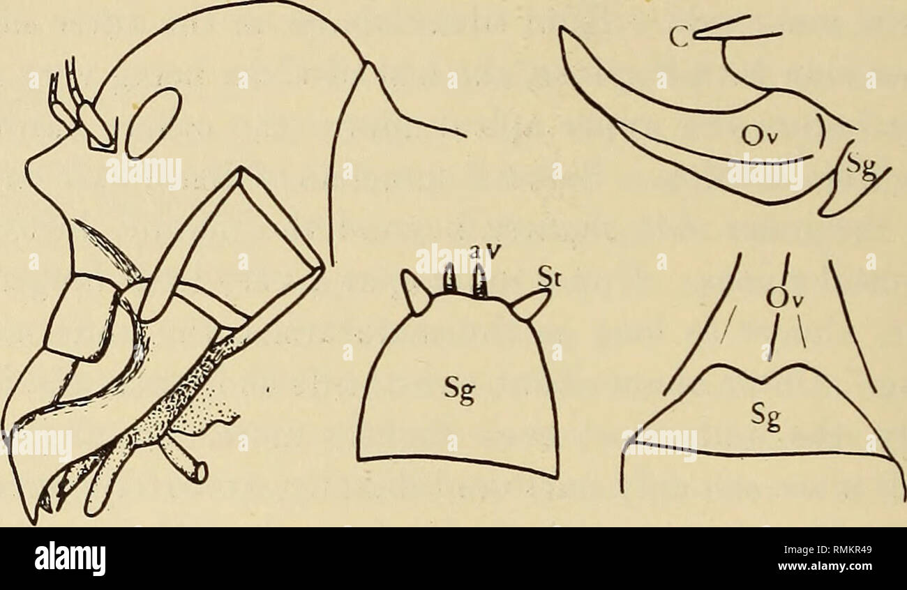 African orange tip hi-res stock photography and images - Alamy