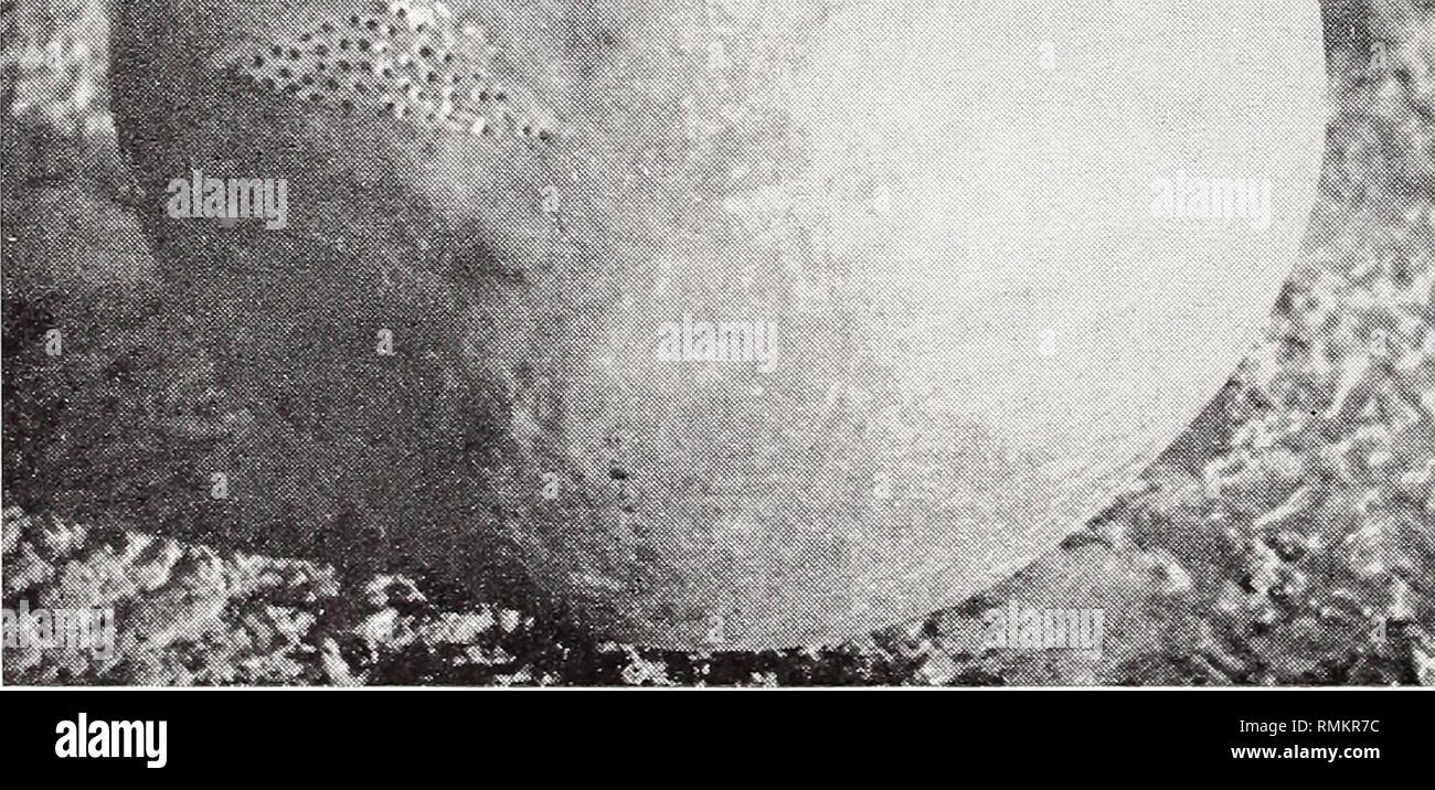 Maxixe High Resolution Stock Photography and Images - Alamy