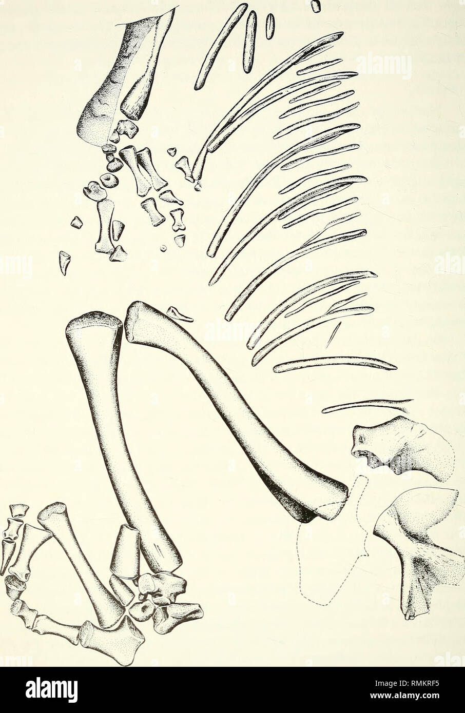 South african museum skeleton hi-res stock photography and images - Alamy