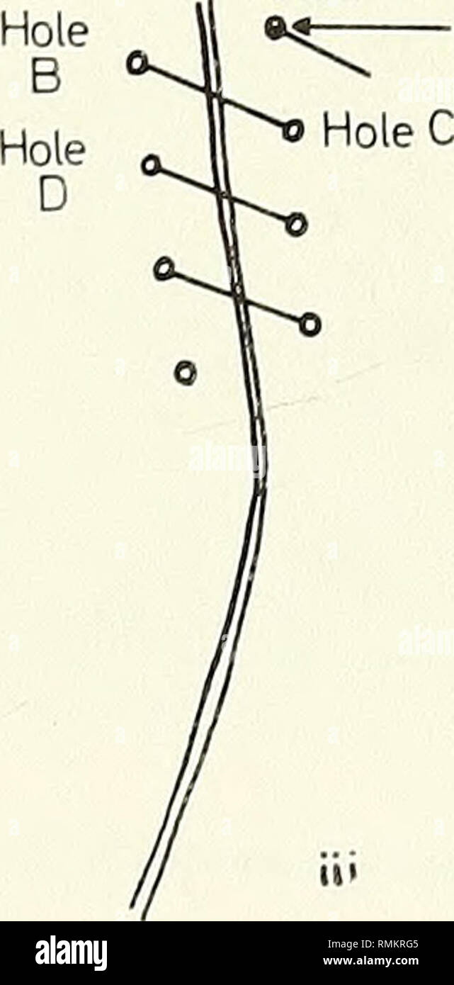 . Annals of the South African Museum = Annale van die Suid-Afrikaanse ...