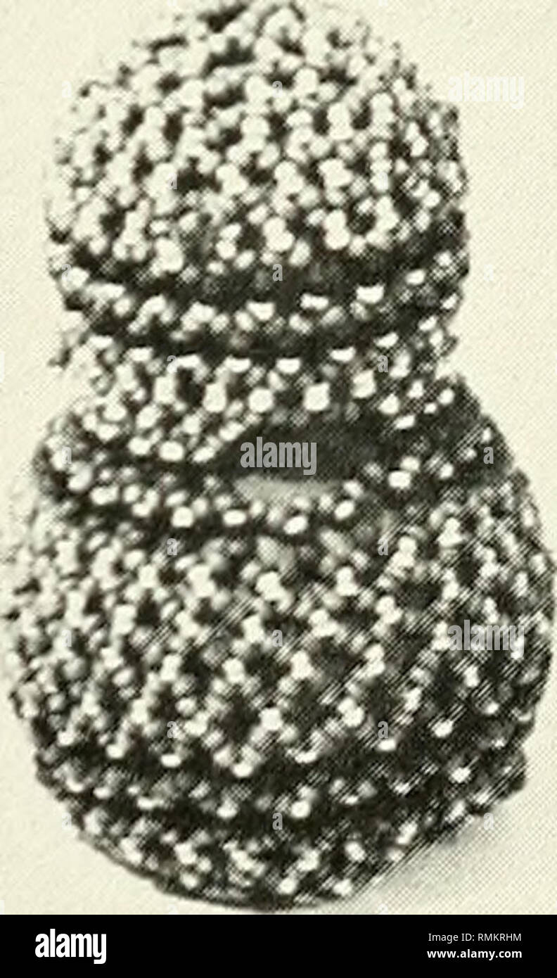 Calabash gourd resonator hi-res stock photography and images - Alamy