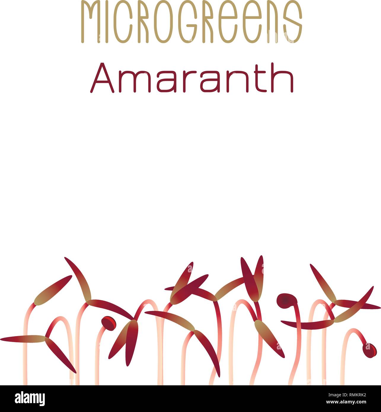 Microgreens Red Amaranth. Seed packaging design. Sprouting seeds of a ...