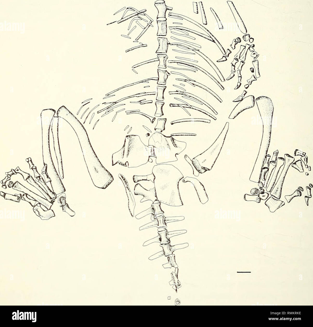 Mesosuchus hi-res stock photography and images - Alamy