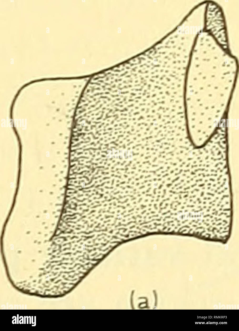 Medial pterygoid hi-res stock photography and images - Alamy