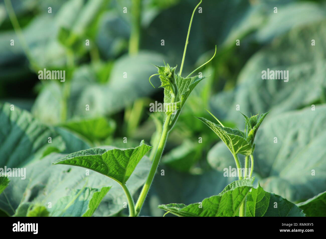Alamy phot hi-res stock photography and images - Alamy