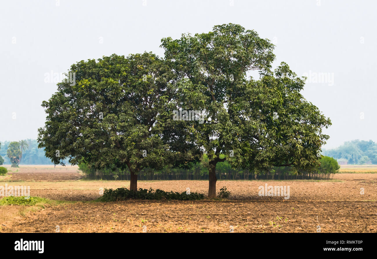 Beautiful Twin Trees of Magnifera Indica, generally known as Mango Tree ...