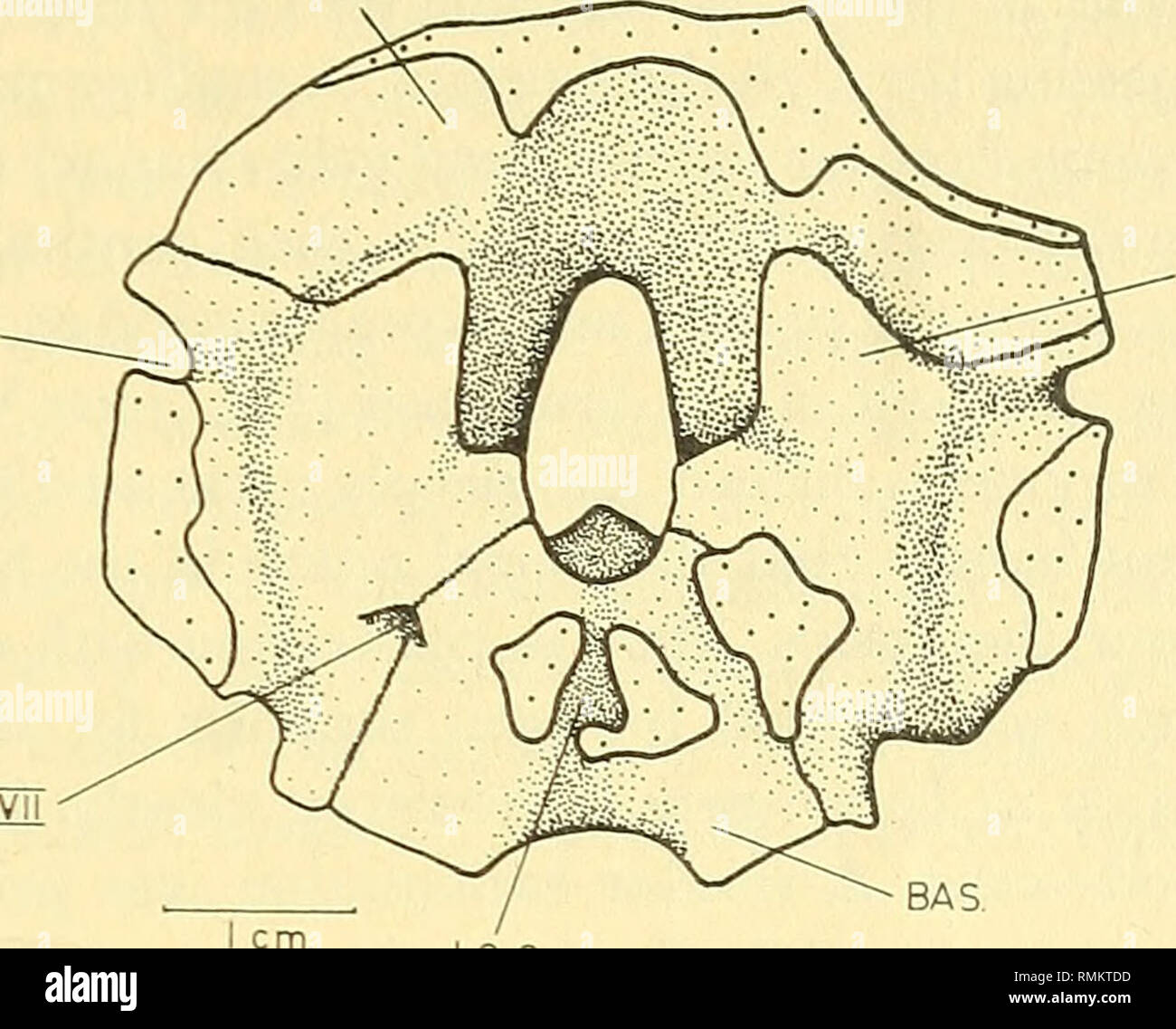 . Annals of the South African Museum = Annale van die Suid-Afrikaanse ...