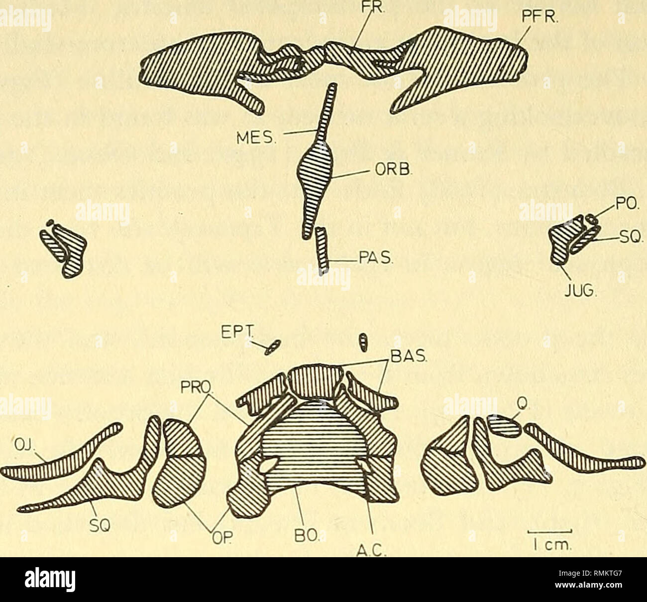 . Annals of the South African Museum = Annale van die Suid-Afrikaanse ...