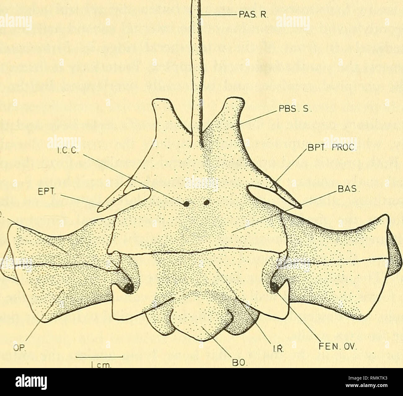 . Annals of the South African Museum = Annale van die Suid-Afrikaanse ...