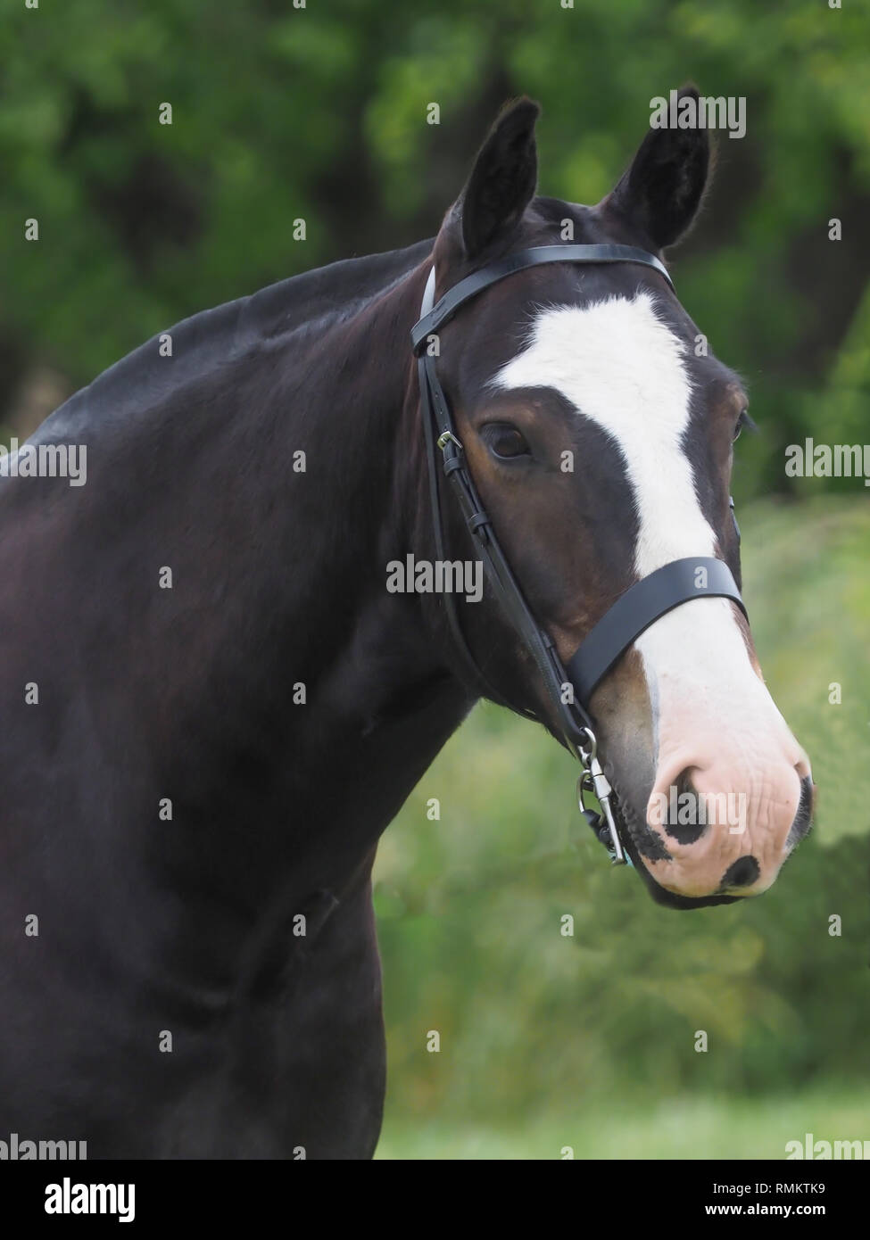 A head shot of a black show cob in the show ring Stock Photo - Alamy