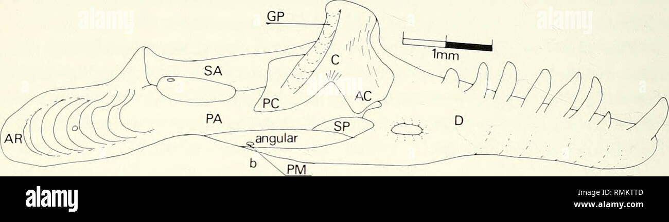 Occipital Condyle Bird