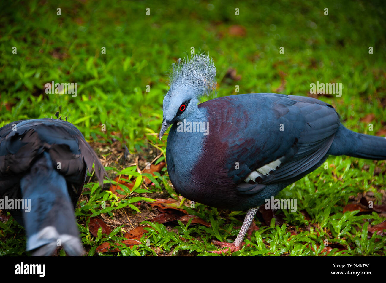 Blue crowned pidgeon hi-res stock photography and images - Alamy