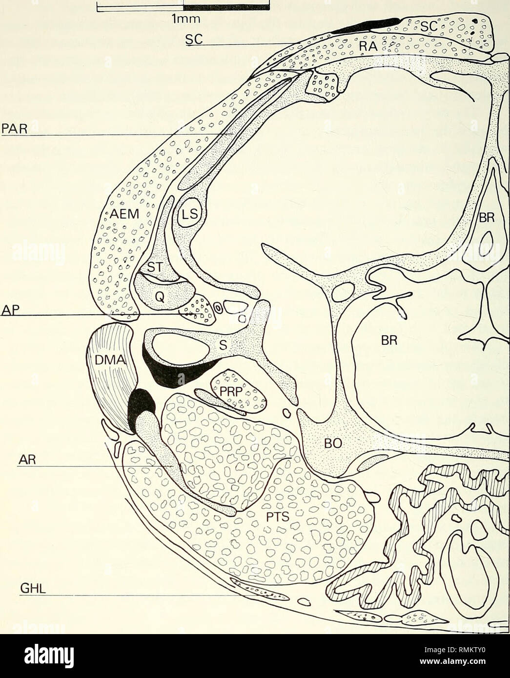 . Annals of the South African Museum = Annale van die Suid-Afrikaanse ...