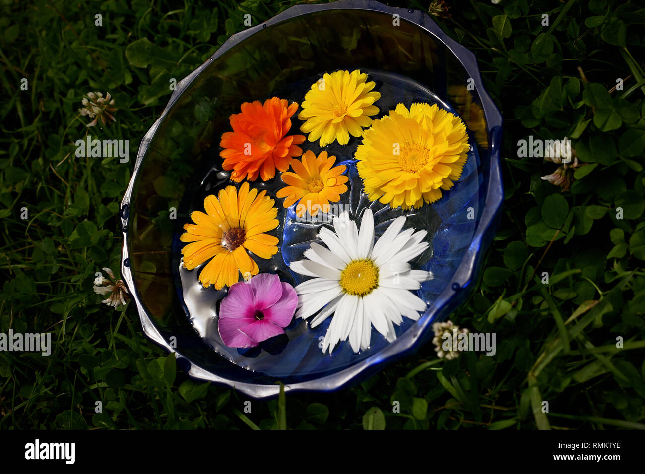 Flowers floating in blue cup, flowers in water on nature background ...