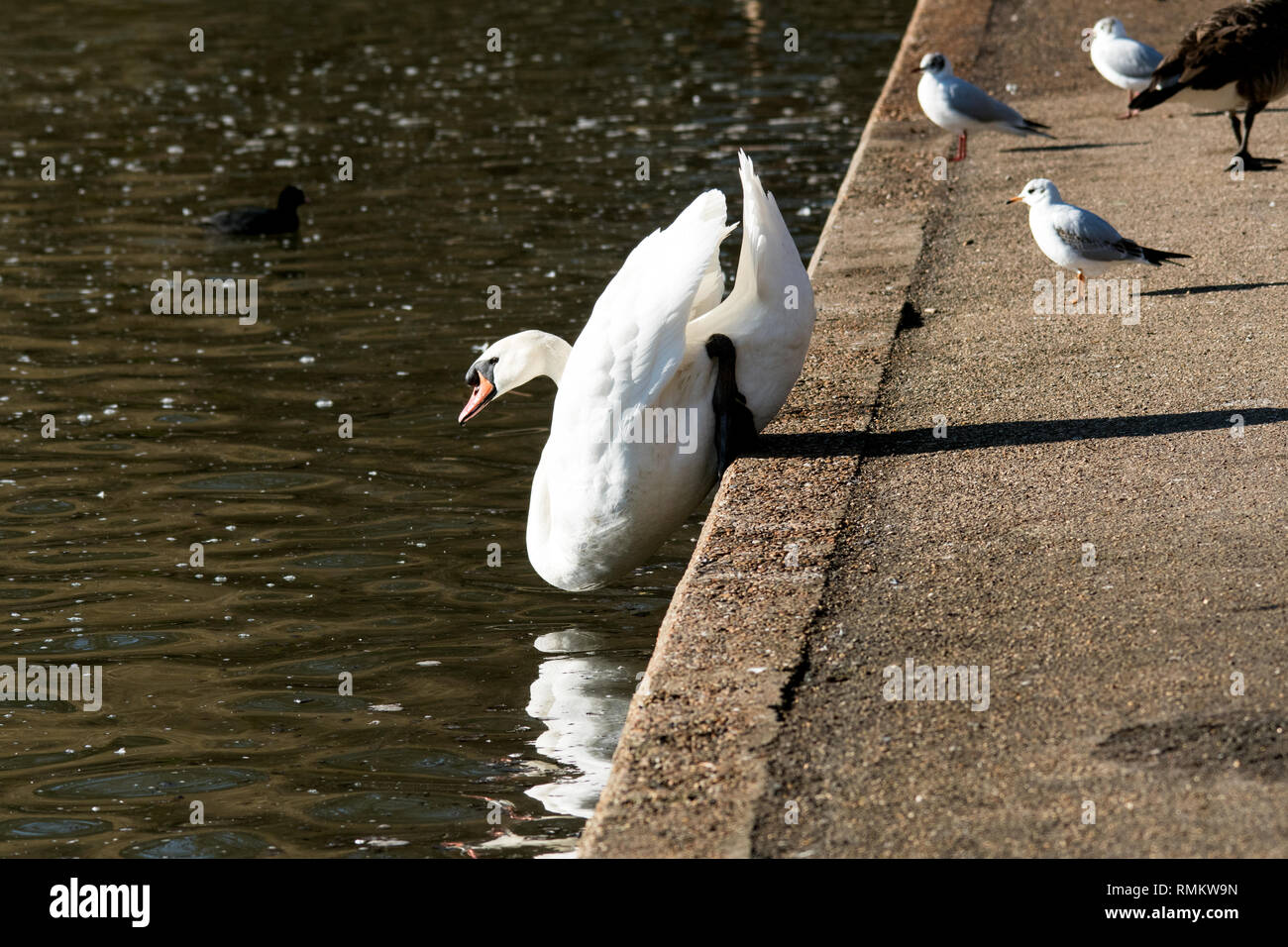 Swan diving hi-res stock photography and images - Alamy