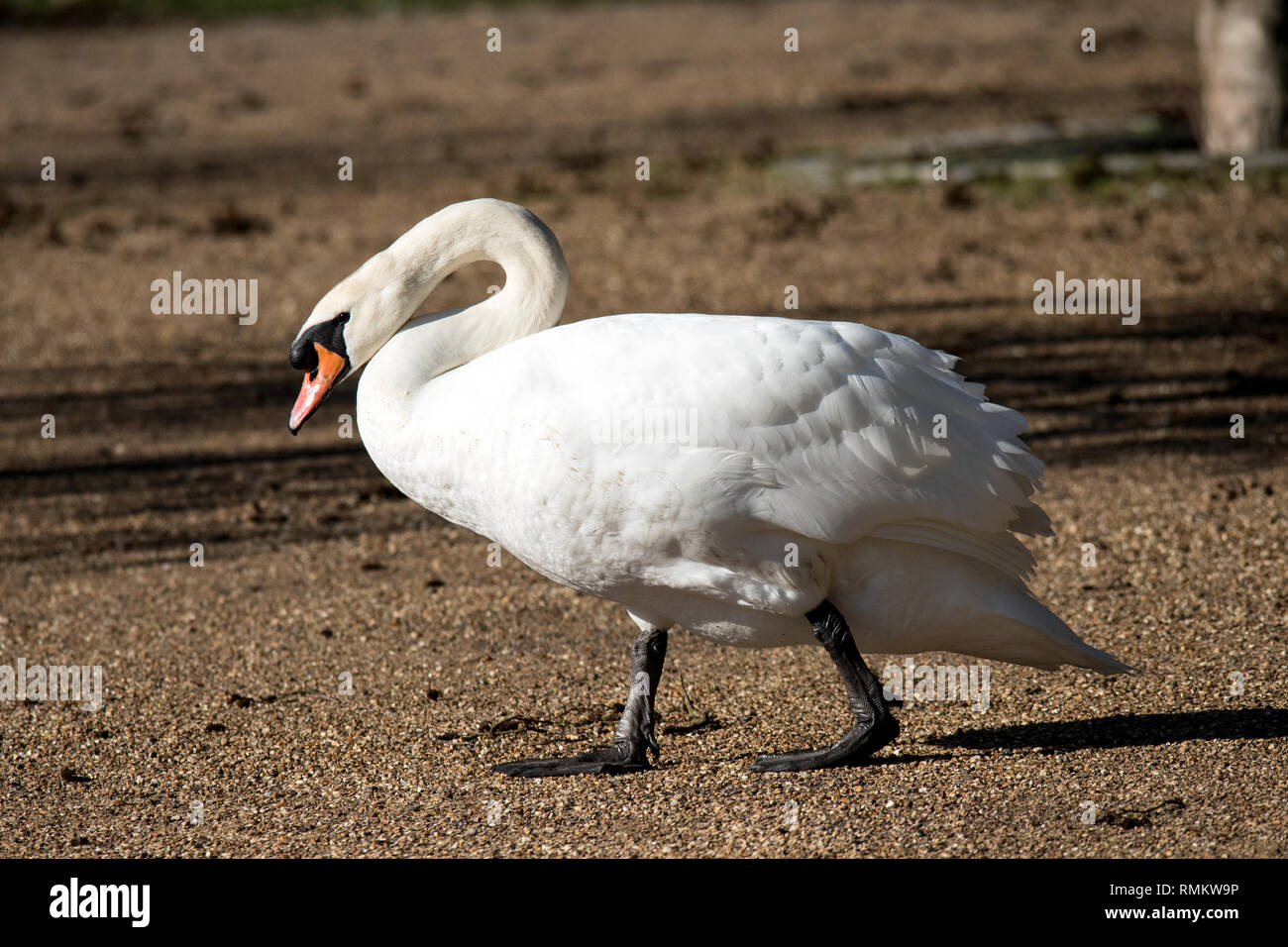Bird going for a walk hi-res stock photography and images - Alamy