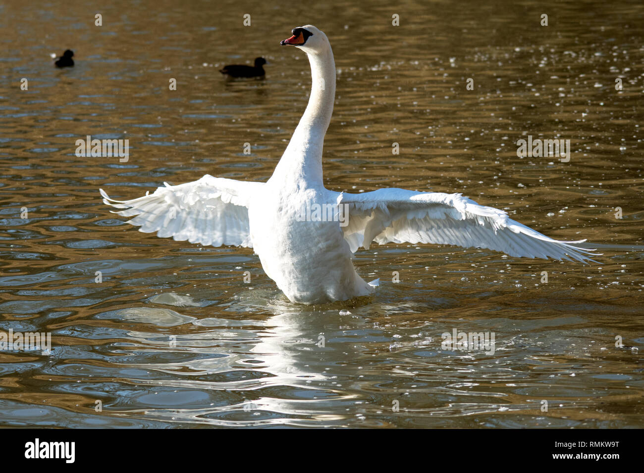Swan wings spread hi-res stock photography and images - Alamy