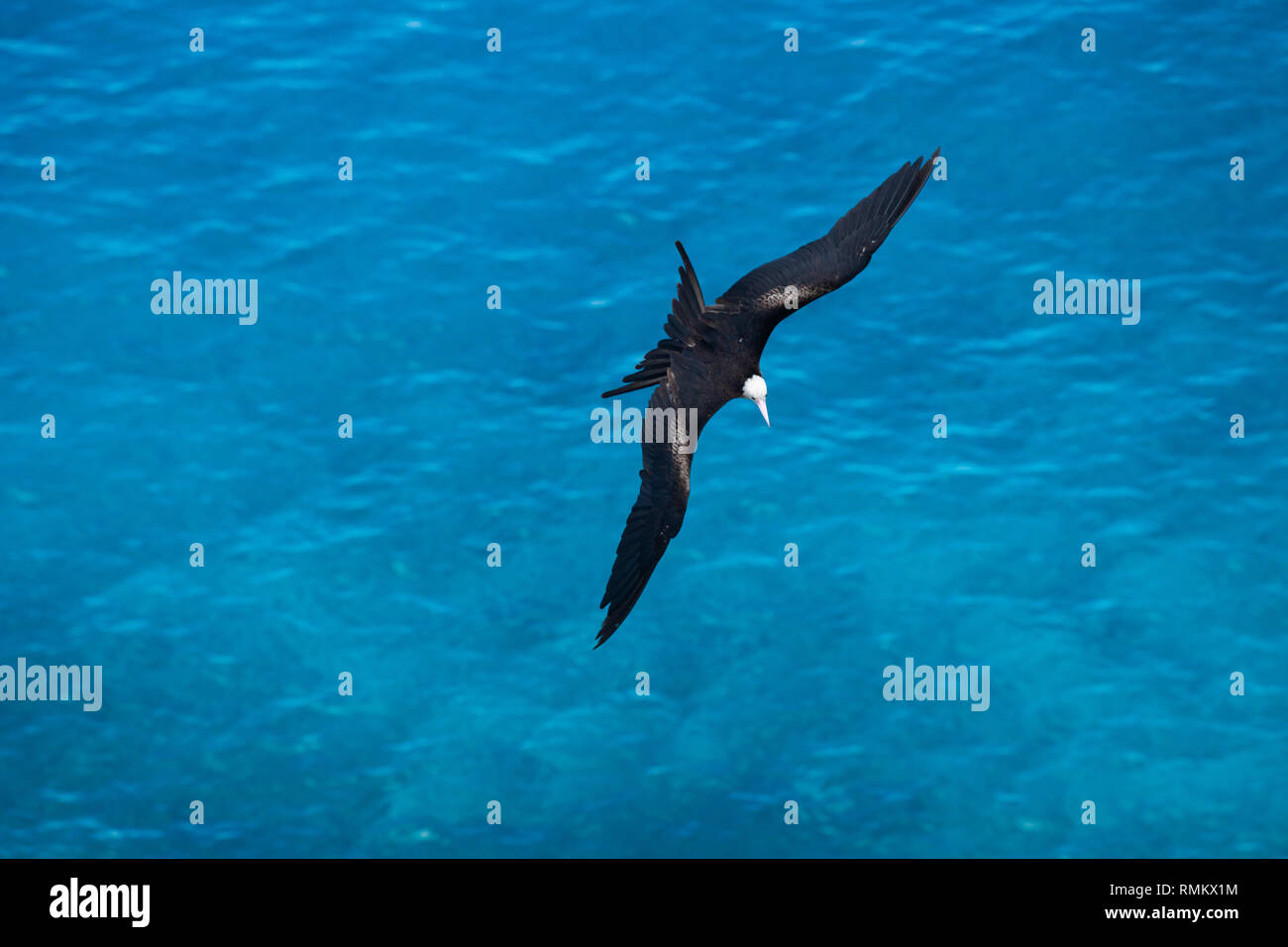 Man of war bird hi-res stock photography and images - Alamy