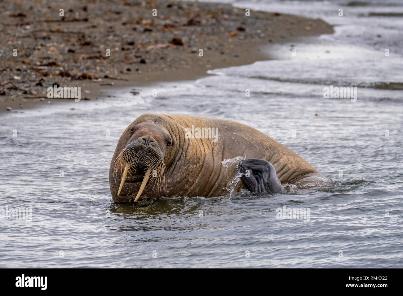 Walrus flipper hi-res stock photography and images - Alamy