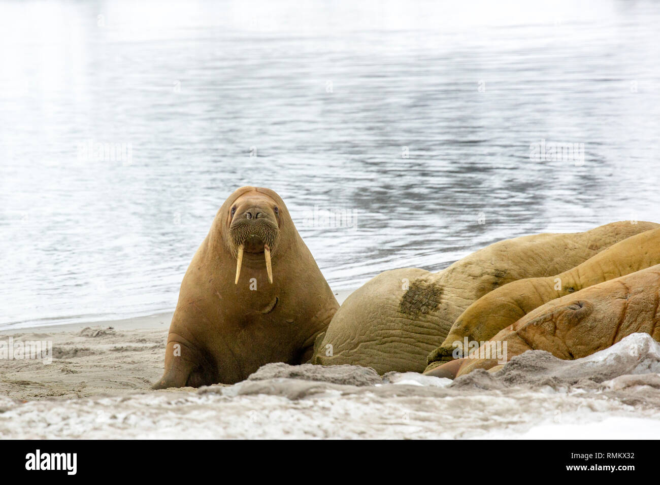 Walrus flipper hi-res stock photography and images - Alamy