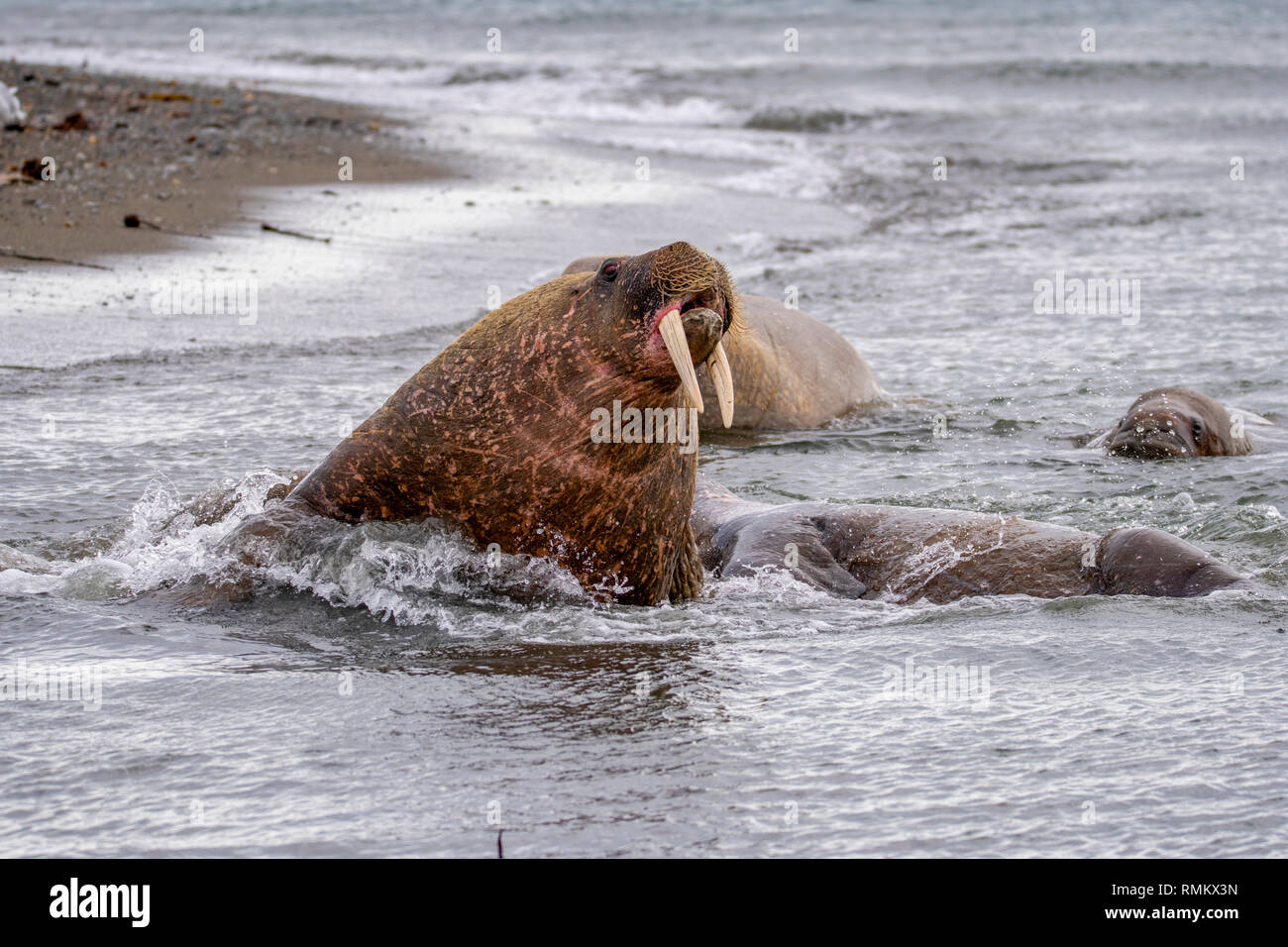 Walrus flipper hi-res stock photography and images - Alamy