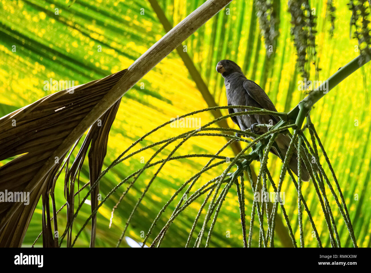 Seychelles black parrot hi-res stock photography and images - Alamy