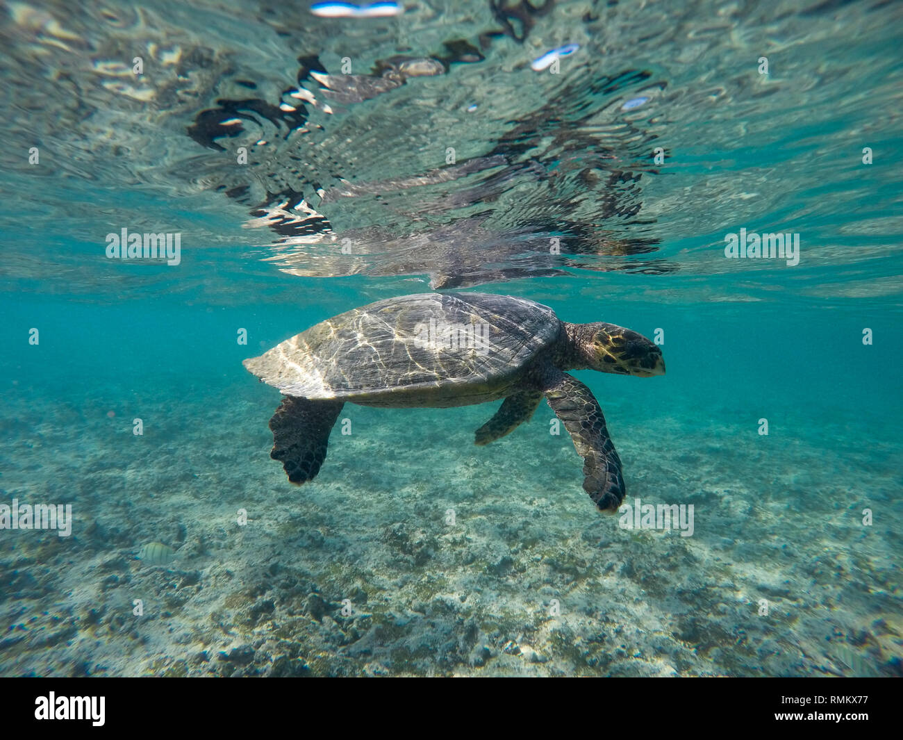 Female flippers hi-res stock photography and images - Alamy