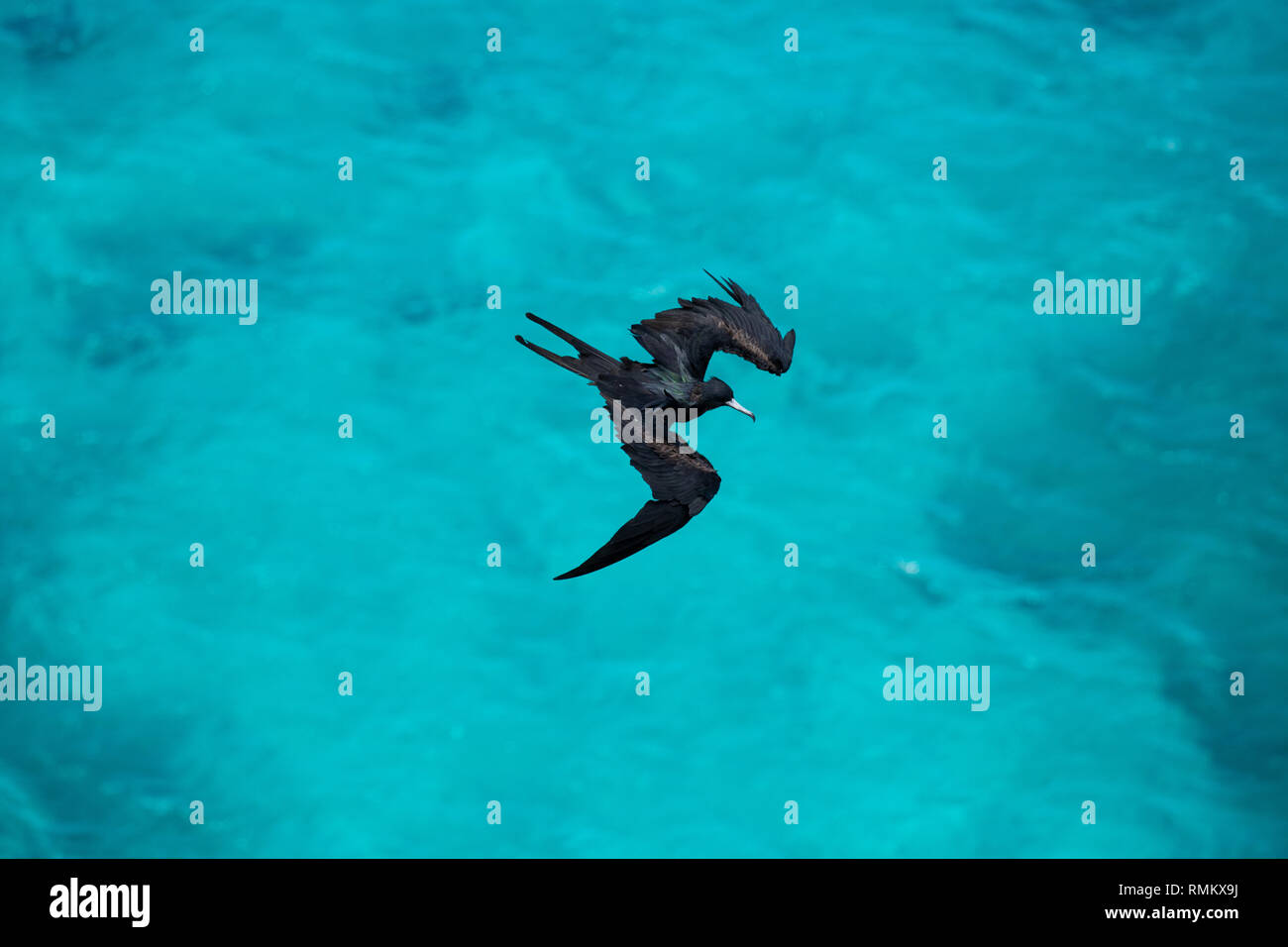 Lesser frigate birds hi-res stock photography and images - Alamy