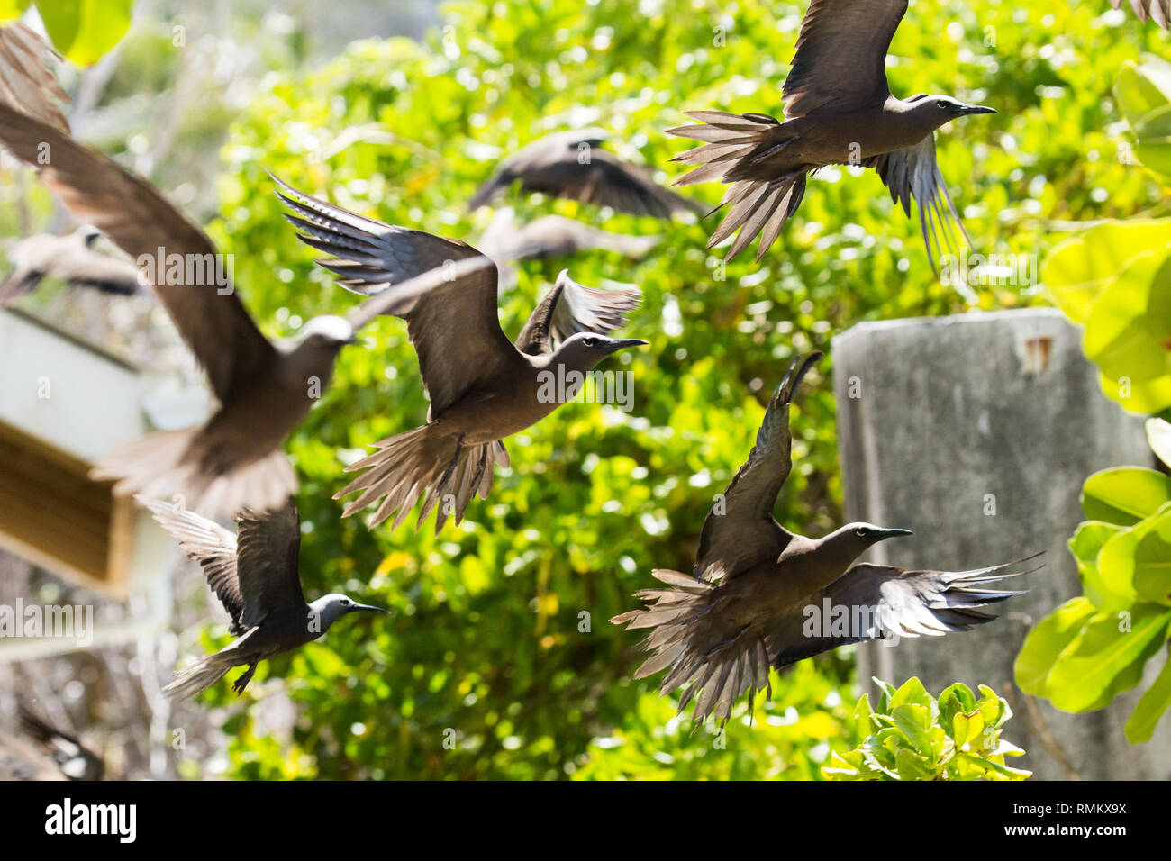 Lesser noddy (Anous tenuirostris) in a tree. This is a species of tern ...