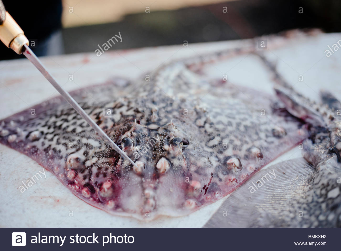 Common Skate Fish Stock Photos & Common Skate Fish Stock Images - Alamy