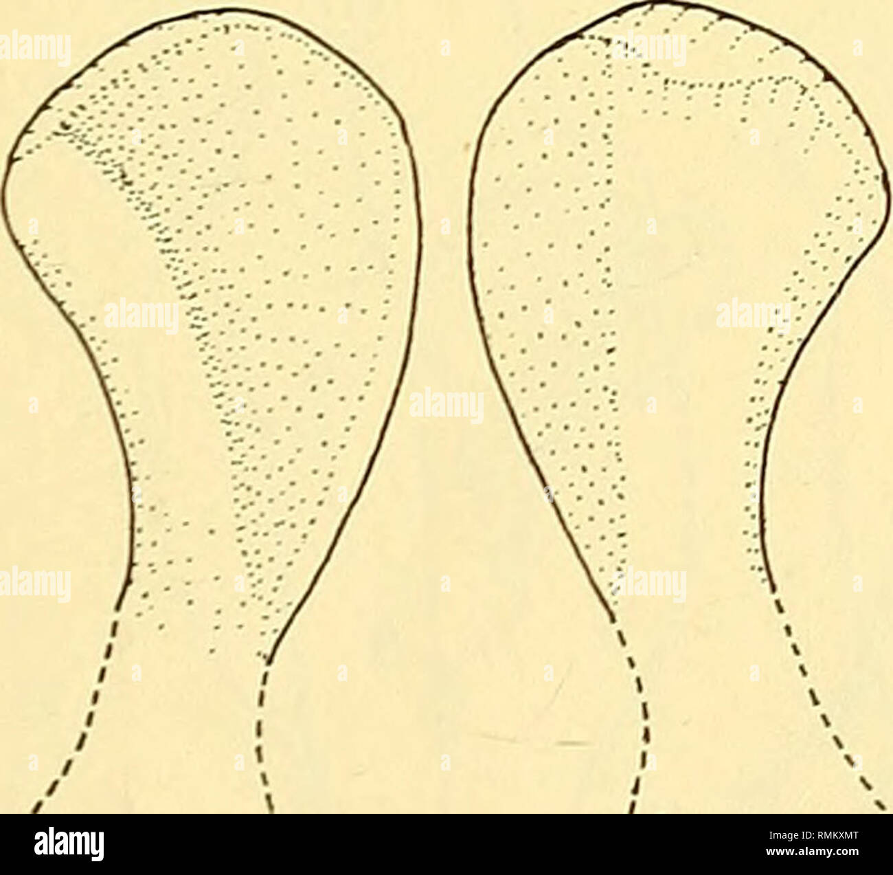 . Annals of the South African Museum = Annale van die Suid-Afrikaanse ...