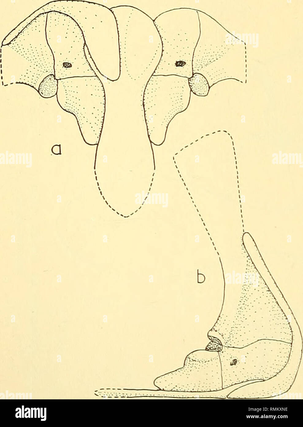 . Annals of the South African Museum = Annale van die Suid-Afrikaanse ...