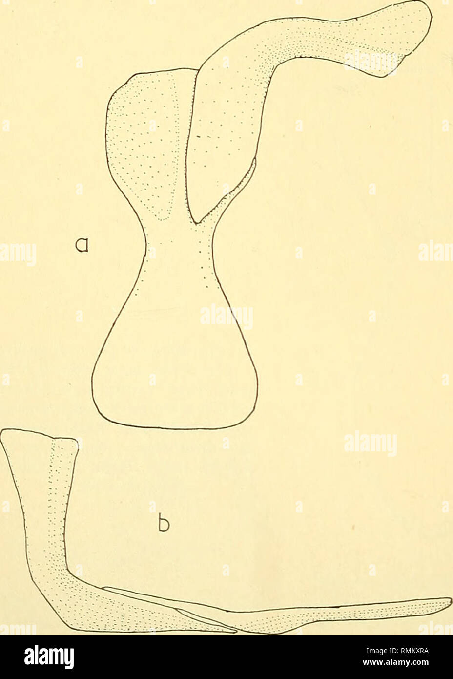 . Annals of the South African Museum = Annale van die Suid-Afrikaanse ...