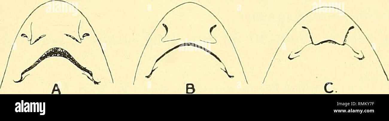 Dermal denticles hi-res stock photography and images - Alamy