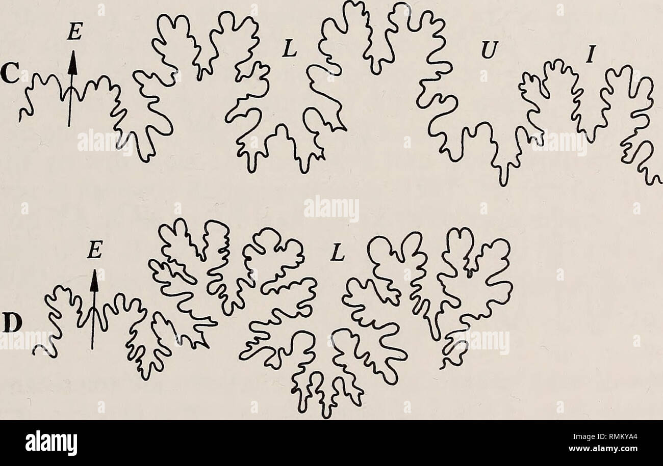 Quadrilobate hi-res stock photography and images - Alamy