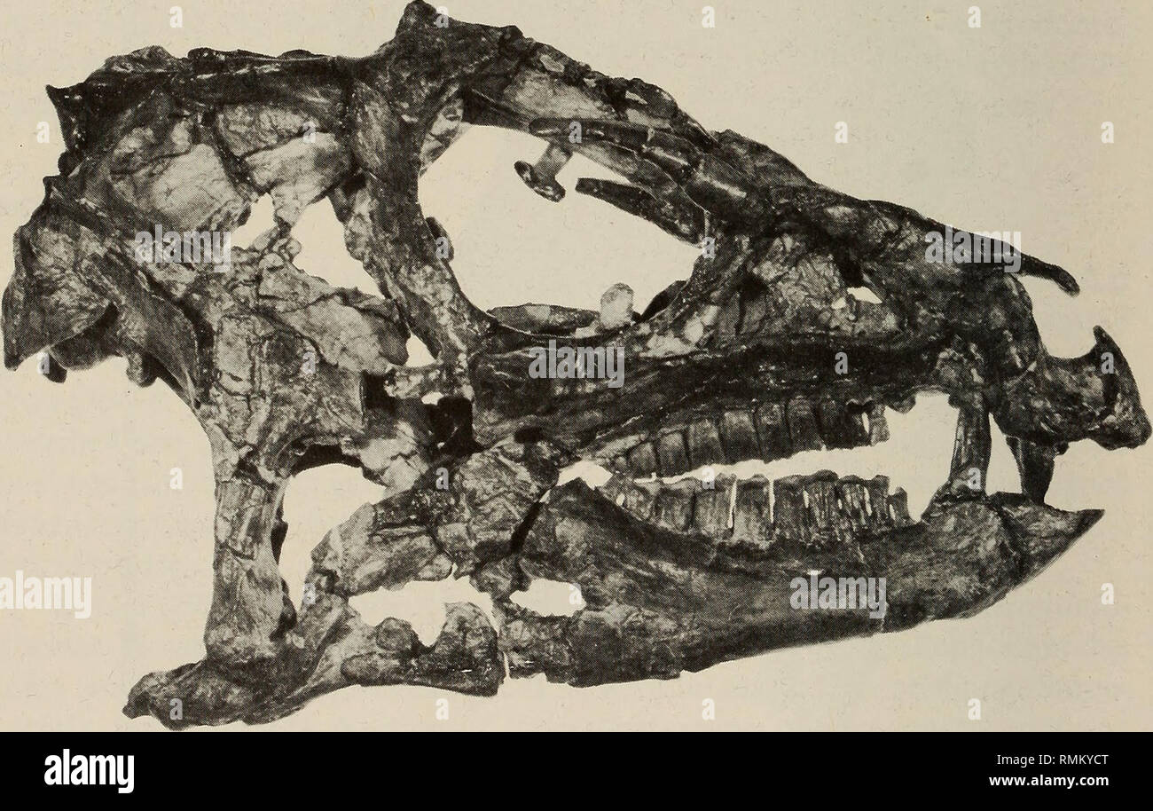 Lycorhinus hi-res stock photography and images - Alamy